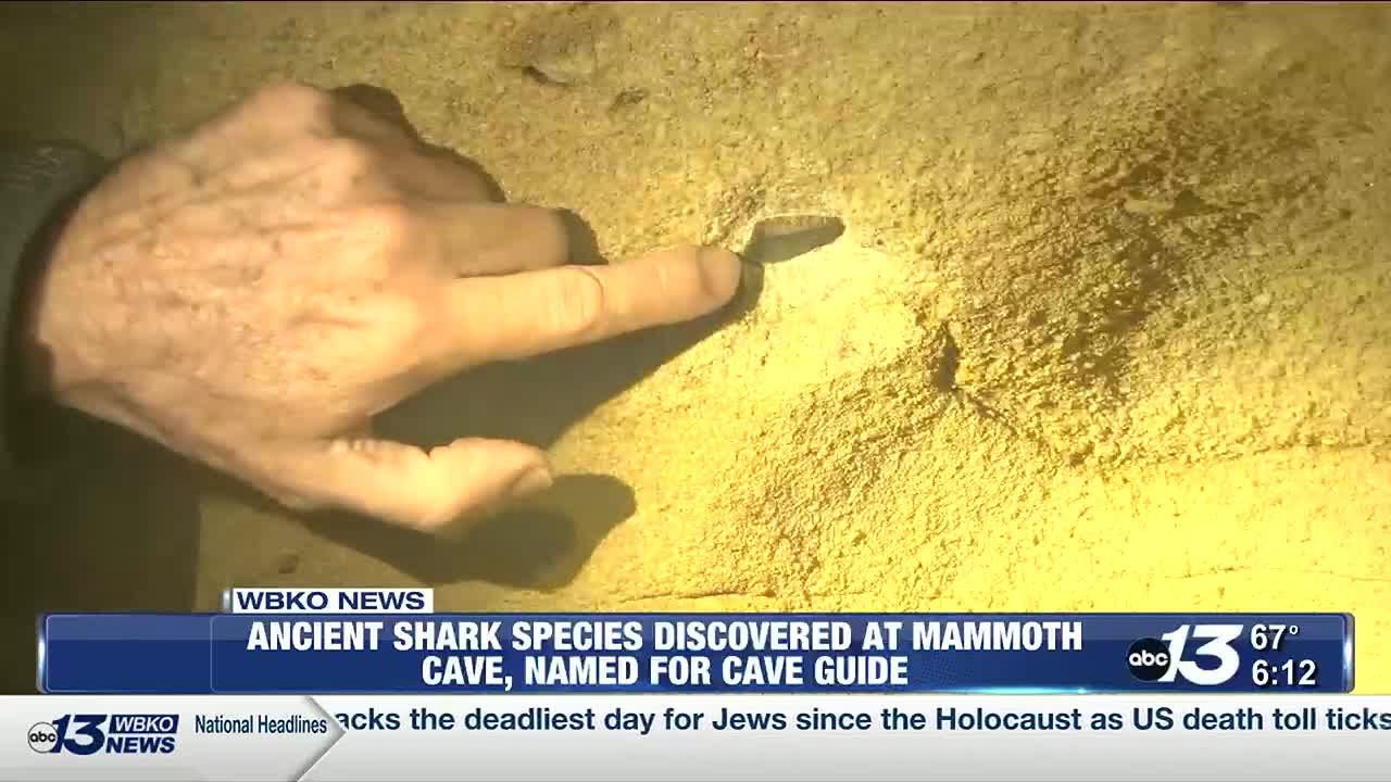 New ancient shark species discovered at Mammoth Cave, named for cave ...