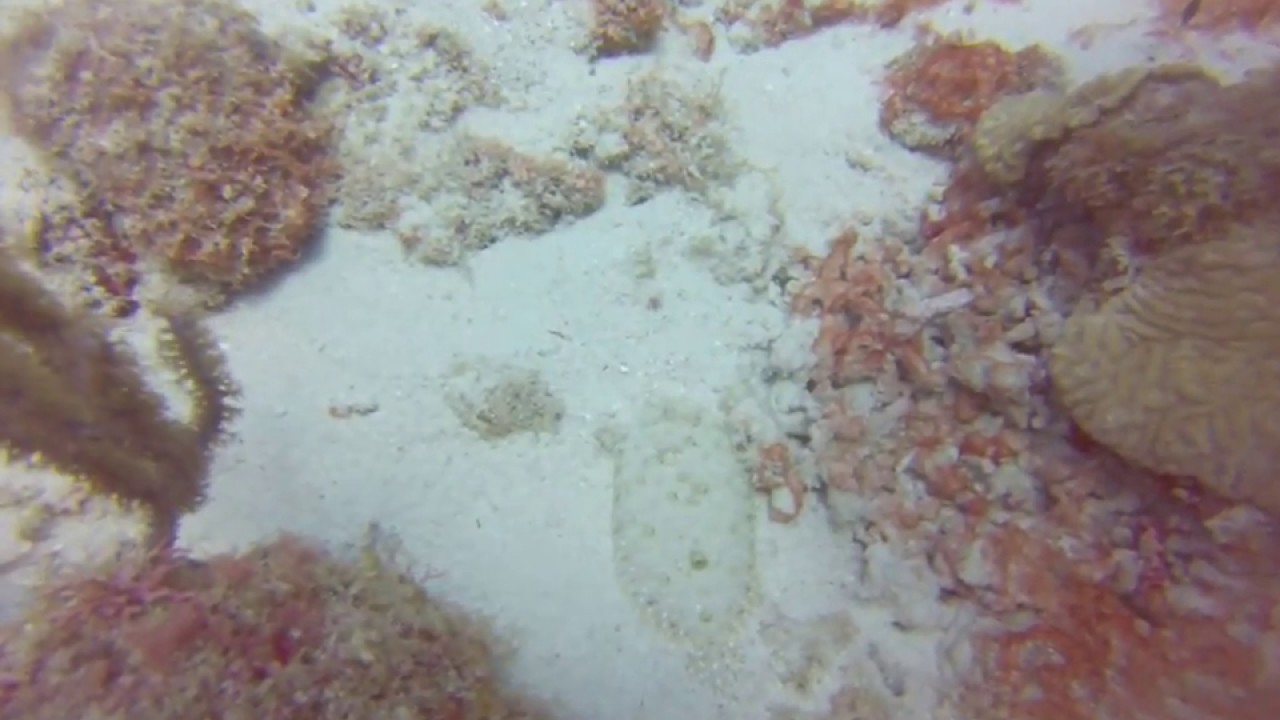 20140105 Waterplant Flounder eating Octopus HOUDINI - YouTube