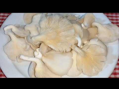 Mushroom fry recipe / crispy mushroom recipes/ Road side kalan fry ...