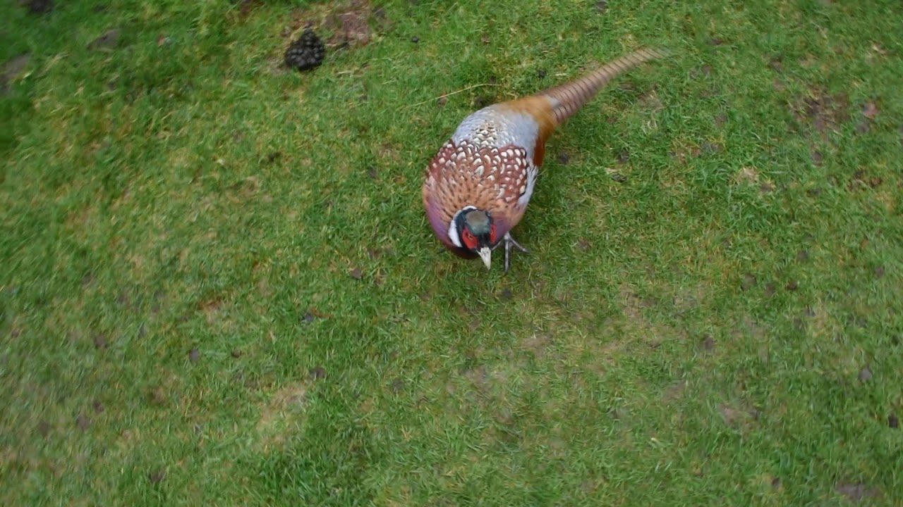 Very friendly Pheasant - YouTube
