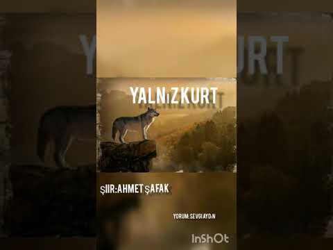 Ahmed şafak/yalnız kurt