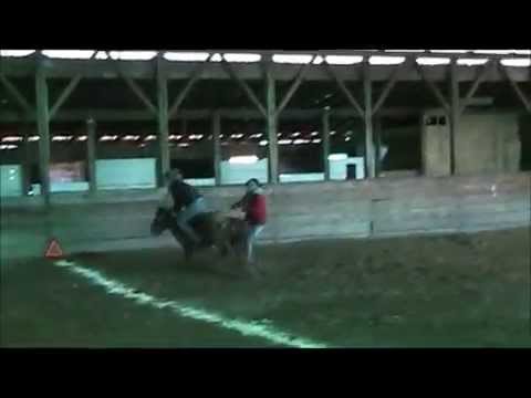 wild pony races - YouTube