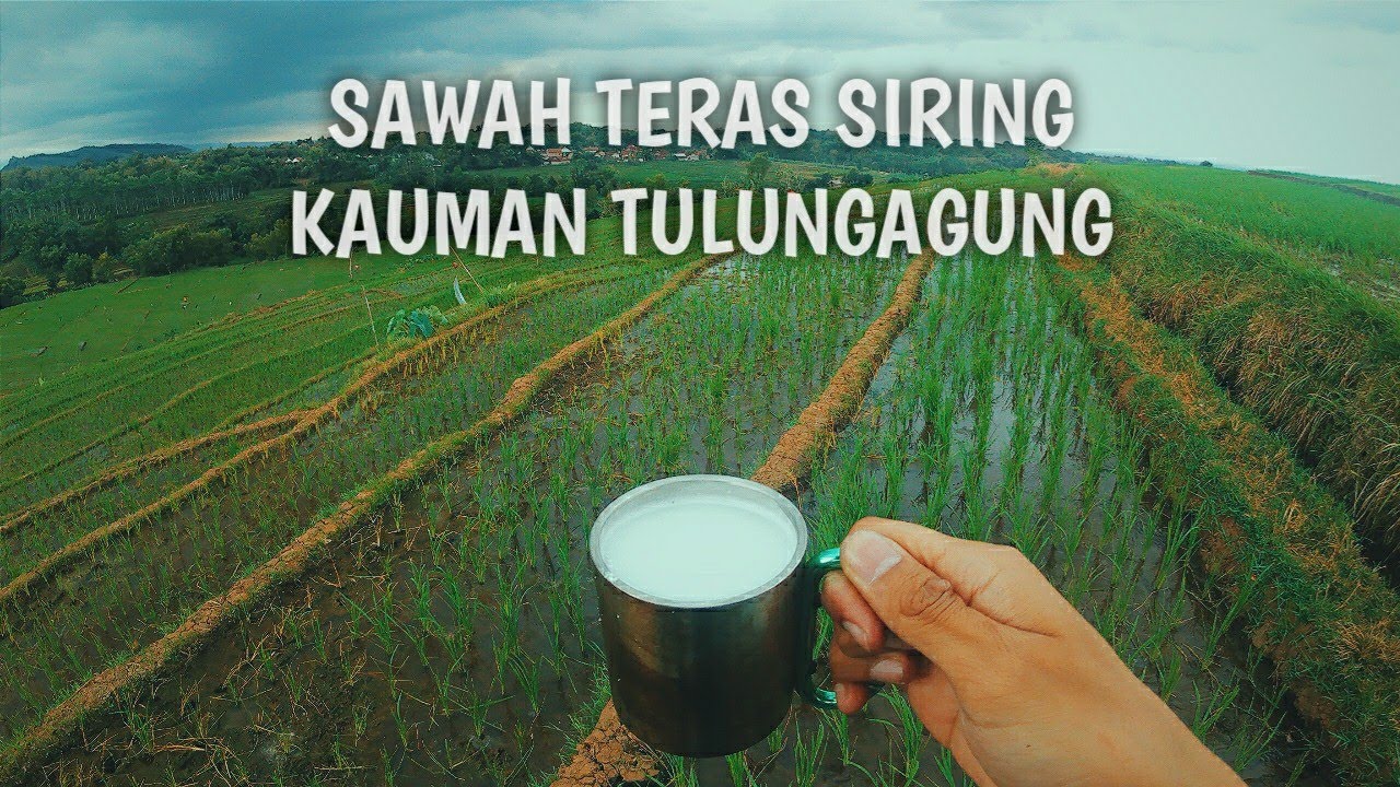 SAWAH#2 - SAWAH TERAS SIRING KAUMAN, Tulungagung - YouTube