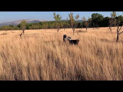 Bıldırcın Avı Kurzhaar Ferma, Setter Patrone, quail hunt, Wachteljagd, охота на перепелов,