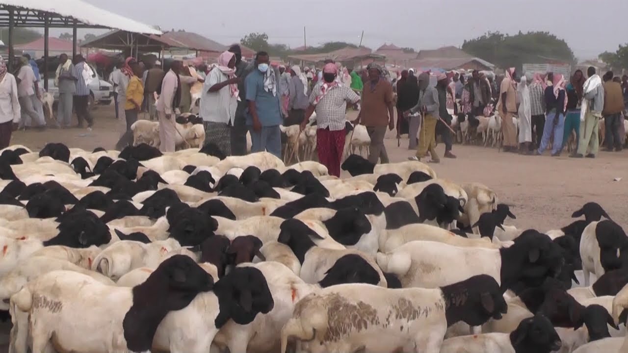 Dhaq Dhaqaaqa Suuqa Saylada Xoolaha ee Magaalada Hargeysa. - YouTube