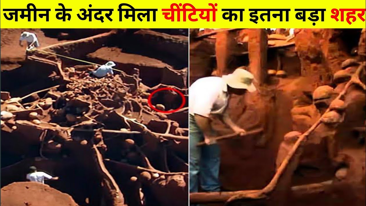 Underground Ant City In Brazil | Biggest Ant Colony In the World - YouTube