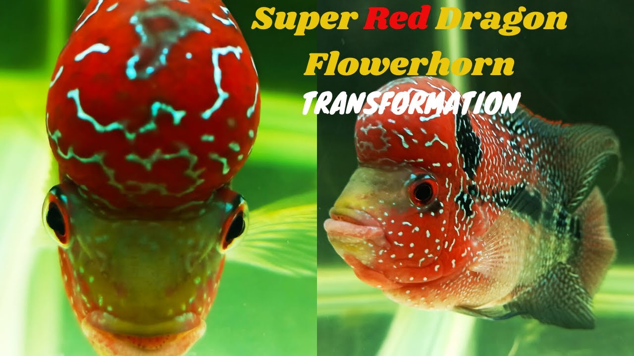 Beast At his Best || My Super Red Dragon Flowerhorn Growth From a Fry ...
