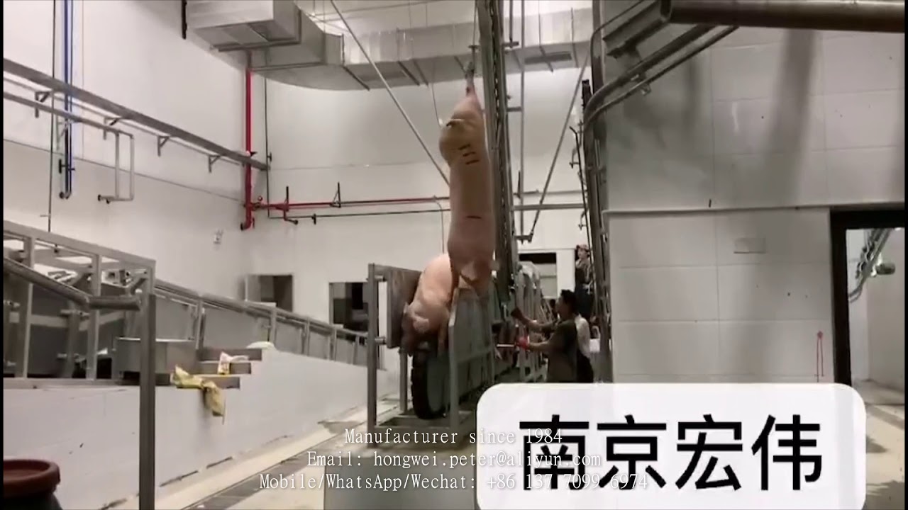 farm machinery live pig hog restrainer porco matadouro equipamentos ...