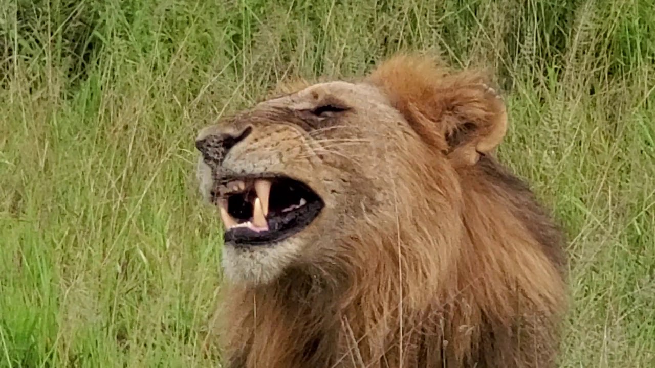 Lion urine - YouTube