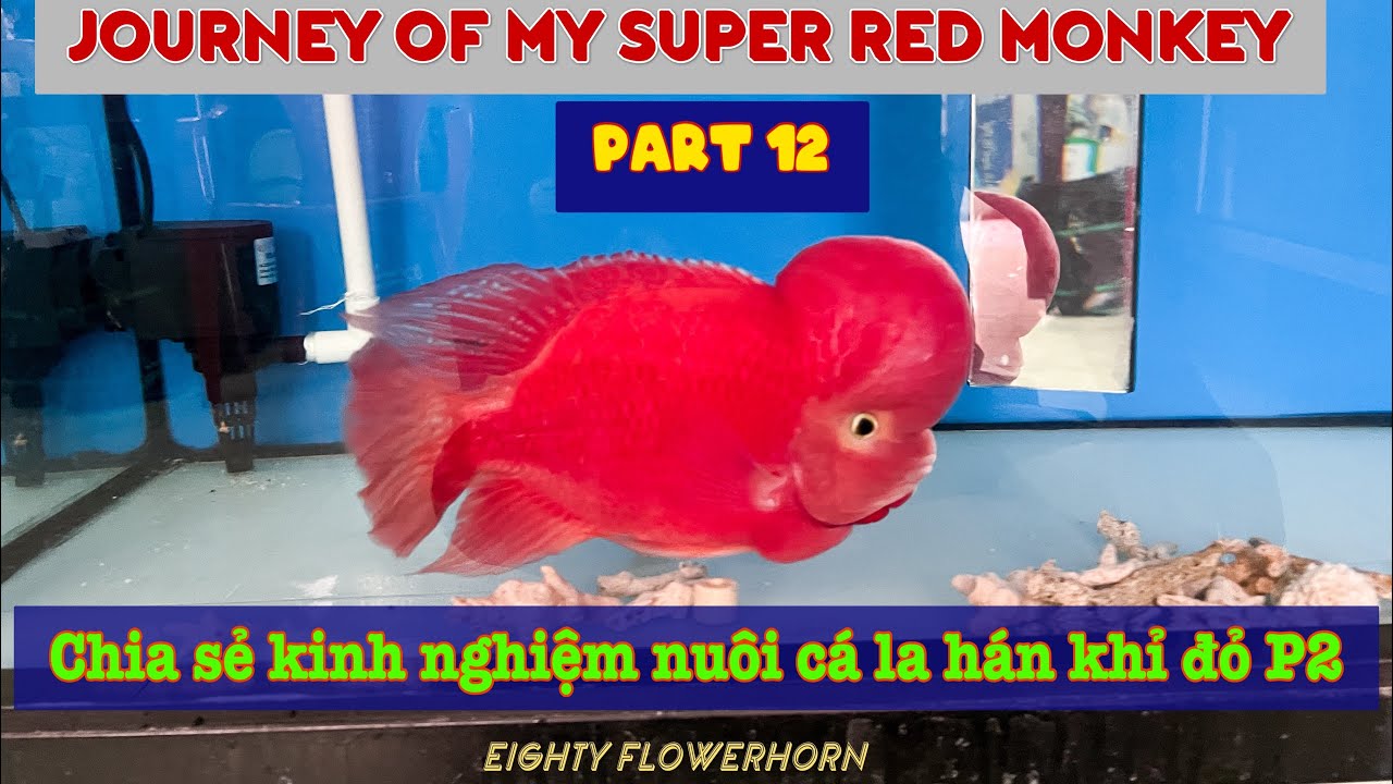 Journey Of My Super Red Monkey Part 12 - Progress Fade Of Thick Skin ...