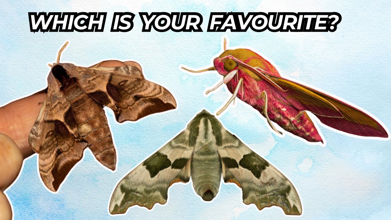 Look at these beautiful Uk moths! - YouTube