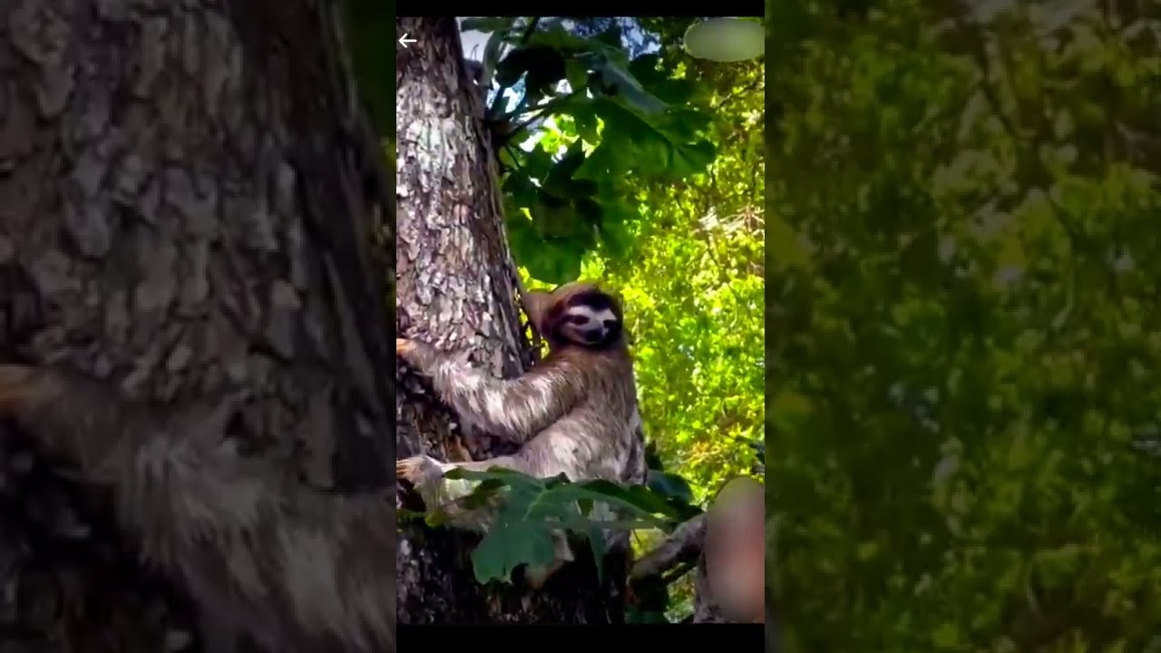 Sloths and baby। Red panda#shorts - YouTube