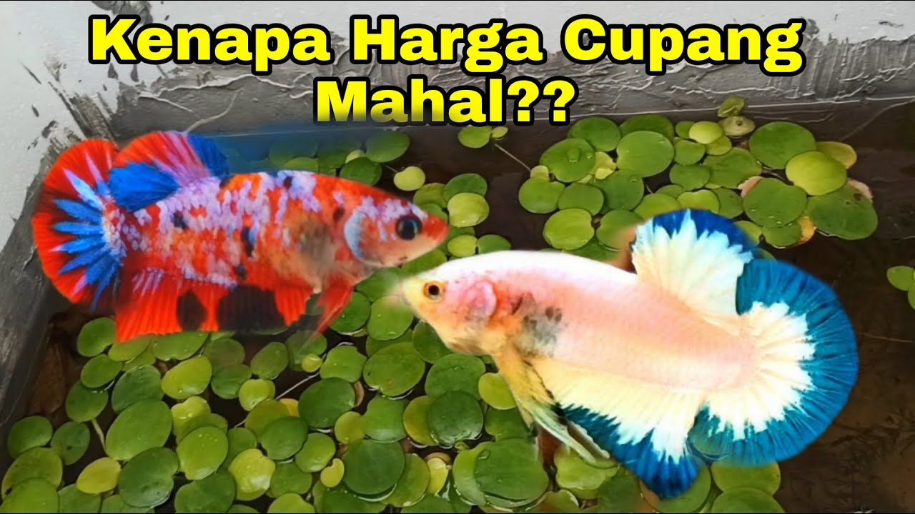 Salah satu alasan harga ikan cupang mahal - YouTube