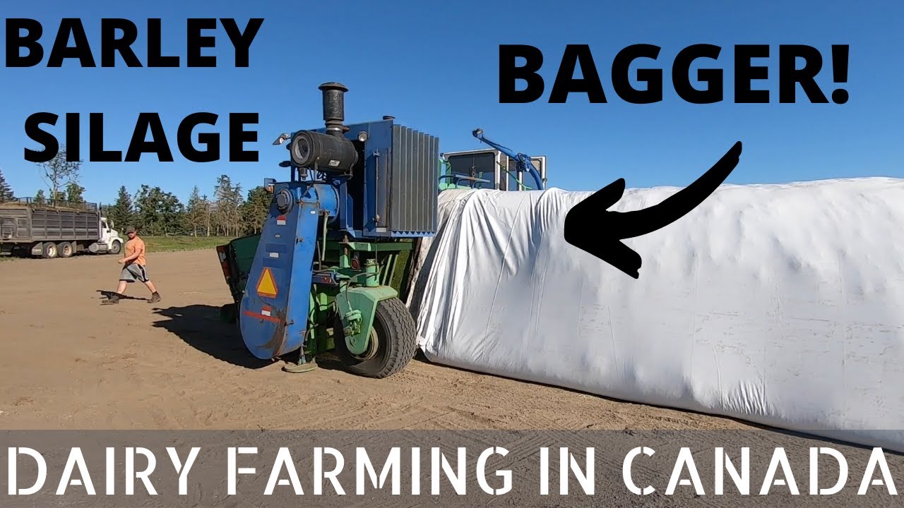 Bagging Barley Silage! - YouTube