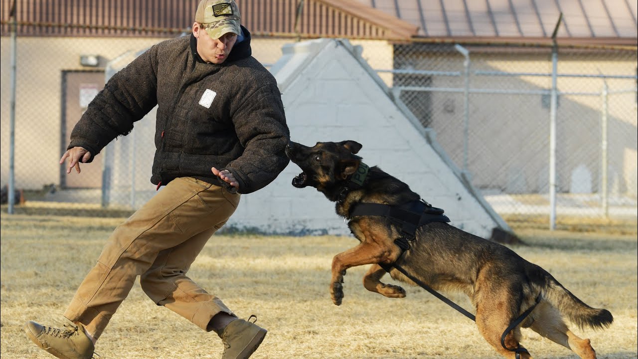 Air Force Security Forces K9 Demonstration - YouTube
