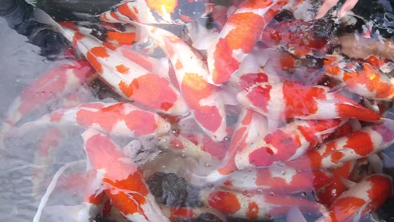 Nogami Koi Farm - YouTube