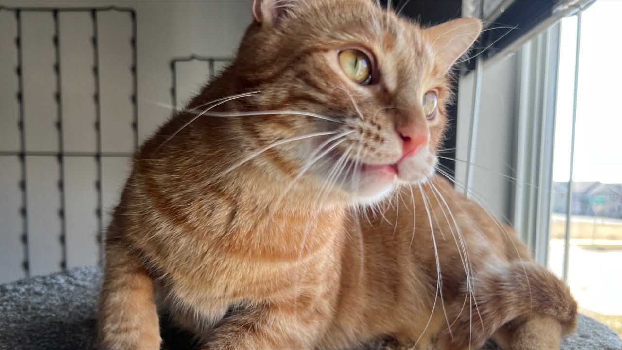 Noah The Cat - YouTube