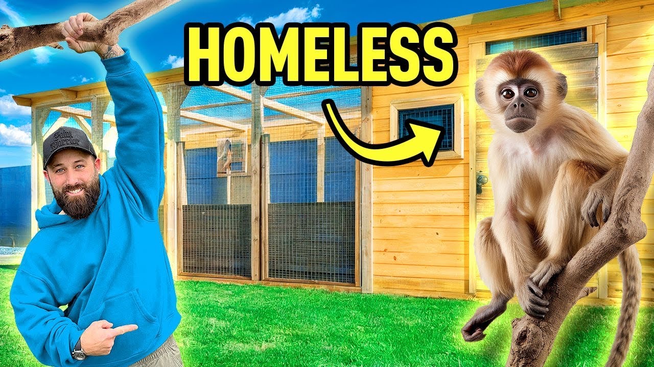 HOW TO BUILD AN ANIMAL ENCLOSURE - STEP BY STEP DIY BUILD - YouTube