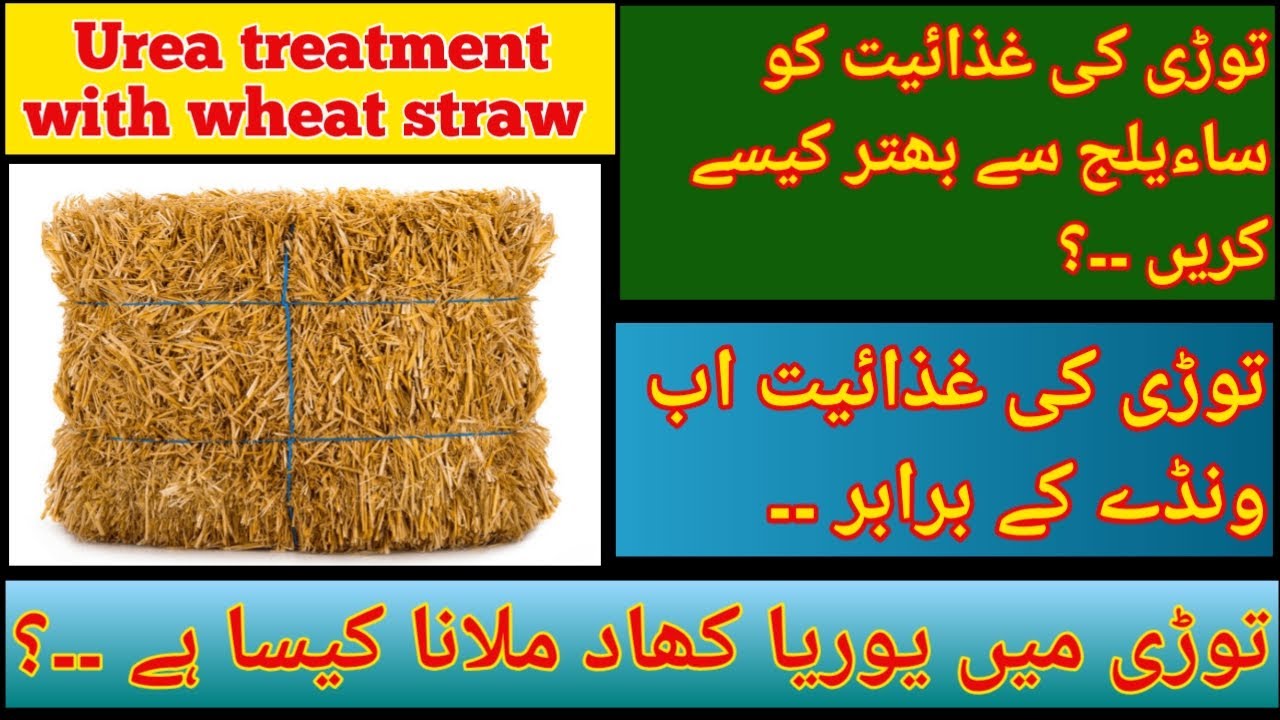 Urea treated wheat straw | Urea Mili toori bnana ka tariqa |توڈی اور ...