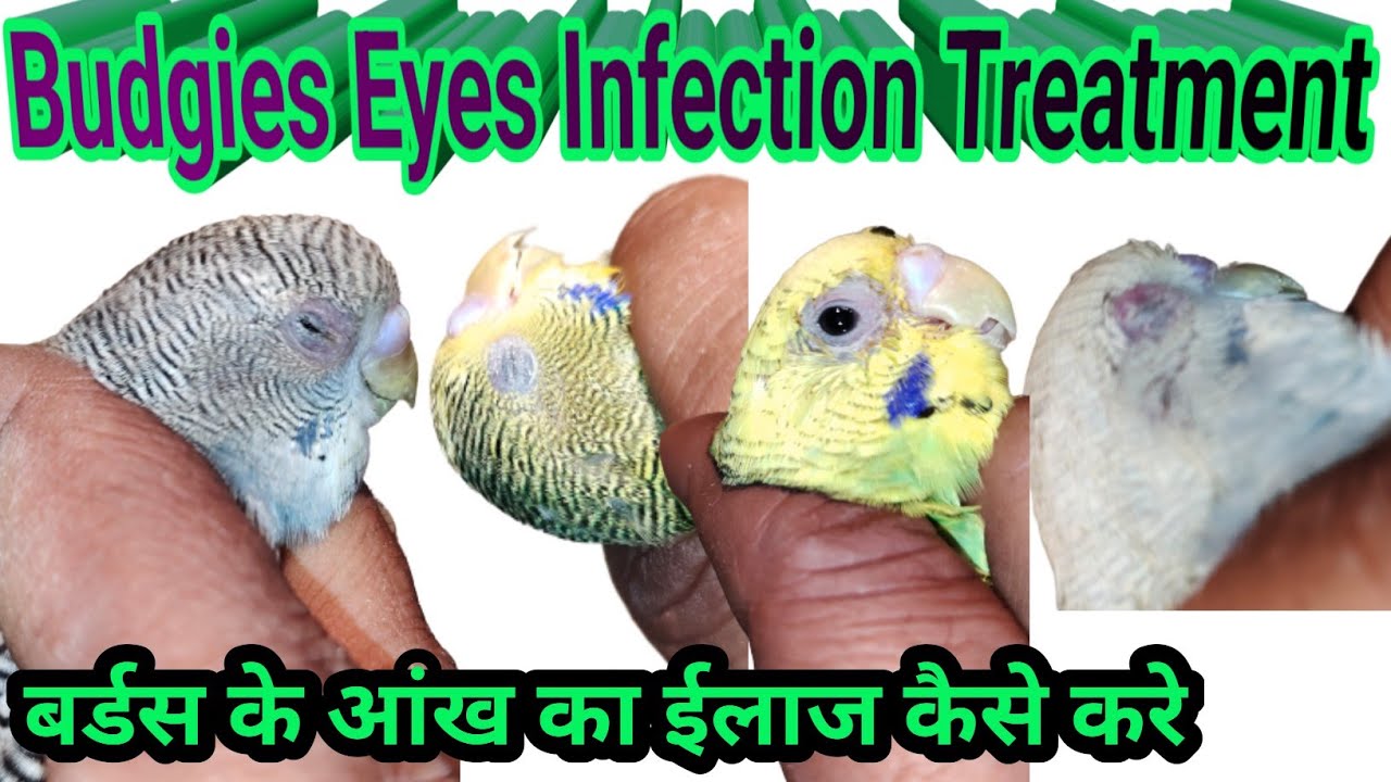 Budgies mein Eye Infection ka Treatment | Budgies Eyes Infection ...
