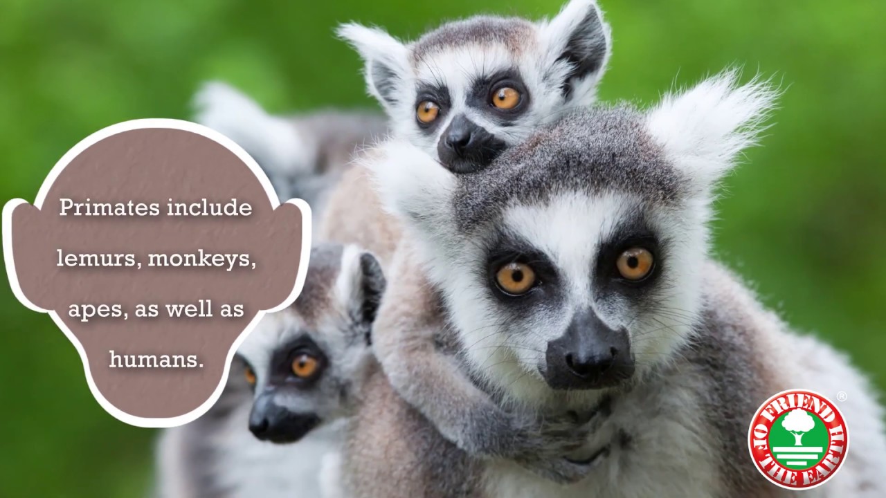Save the Primates - Friend of the Earth - YouTube