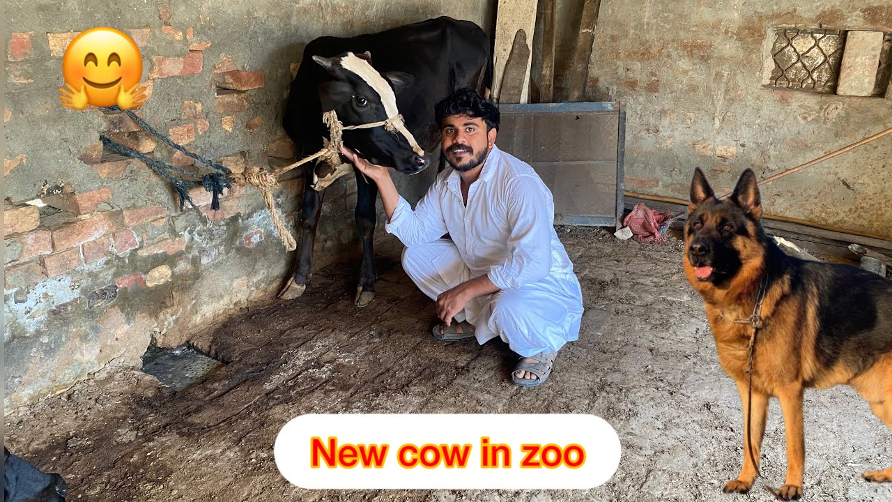 New Cow Zoo Main A Gyi - YouTube