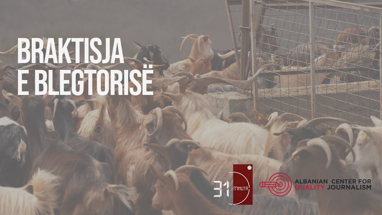Braktisja e blegtorisë - YouTube