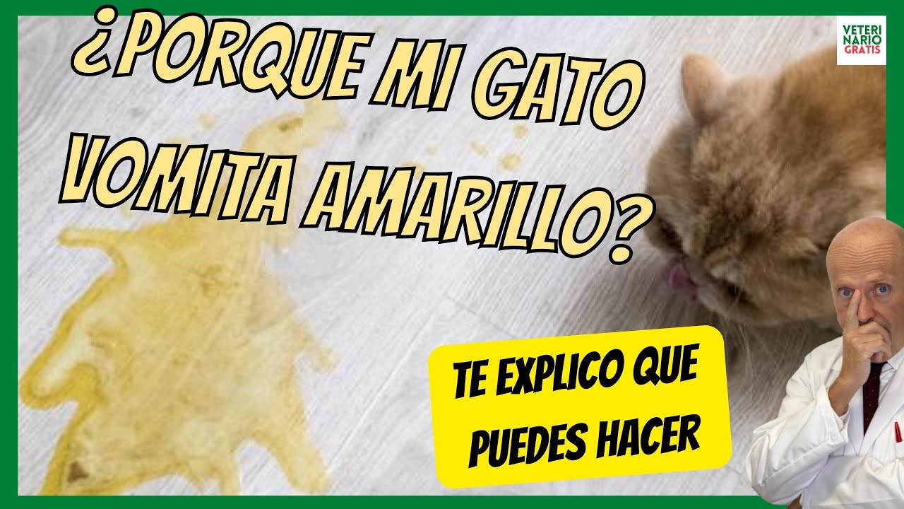 ¿POR QUÉ MI GATO VOMITA AMARILLO? ⚠️ ¿QUE LE PUEDO DAR? ⚠️ TIPOS DE ...