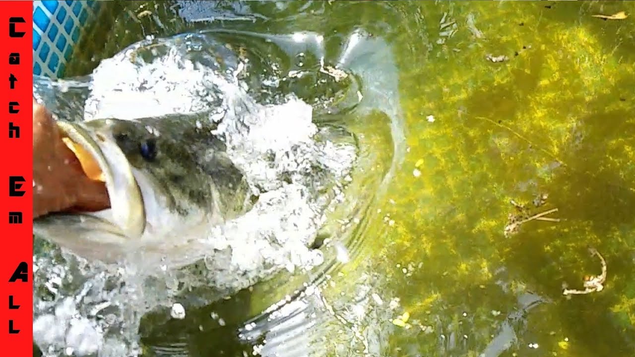 FISH PLAYS FETCH! - YouTube