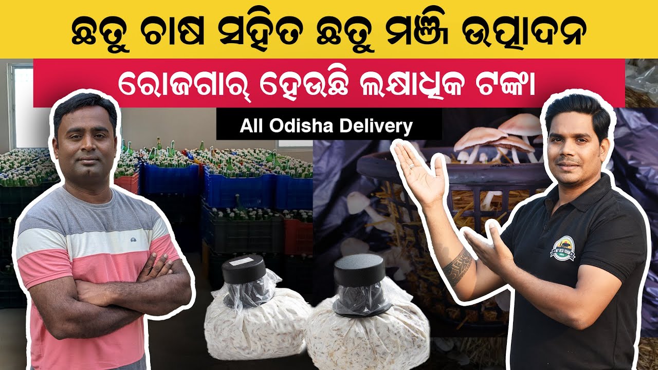 Pala chhatu chasa odisha [ଛତୁ ଚାଷ କେମିତି କରାଯାଏ] pala chatu manji ...