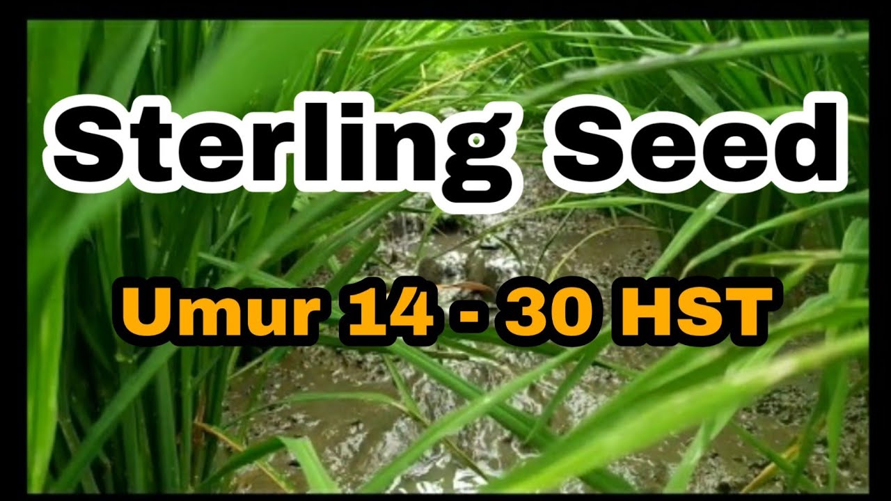 Padi Sterling seed umur 14 hari sampai 30 HST - YouTube