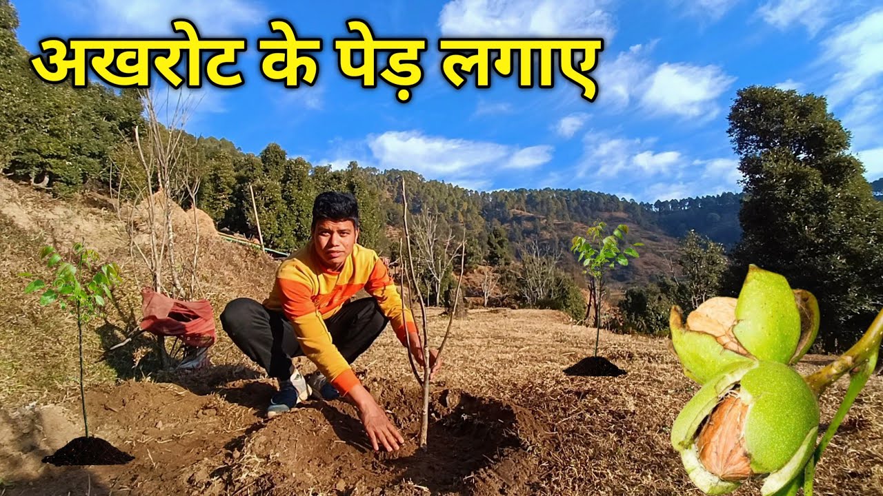 अखरोट का पेड़ कैसे लगाए || walnuts tree, Pahadi lifestyle, Uttrakhand ...