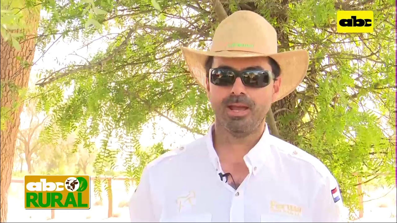 ABC Rural: Consociación de los pastos Gatton Panic y el Kenia - YouTube