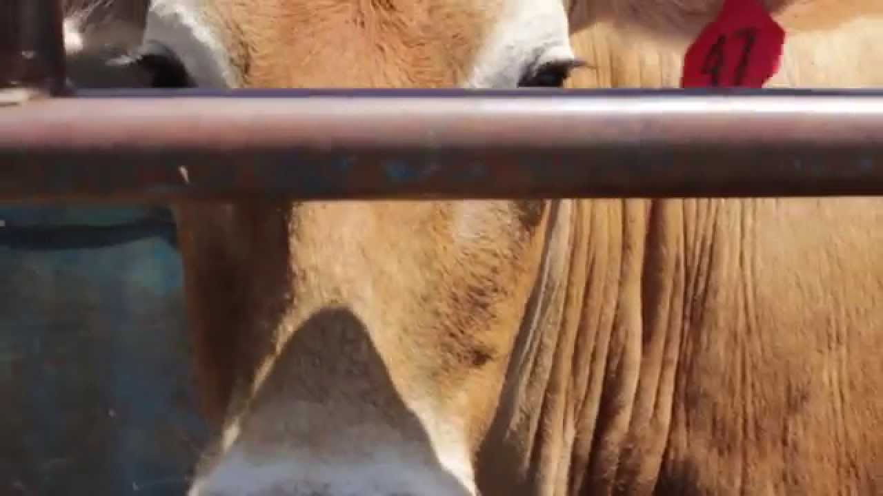 Bull Riding Basics - YouTube