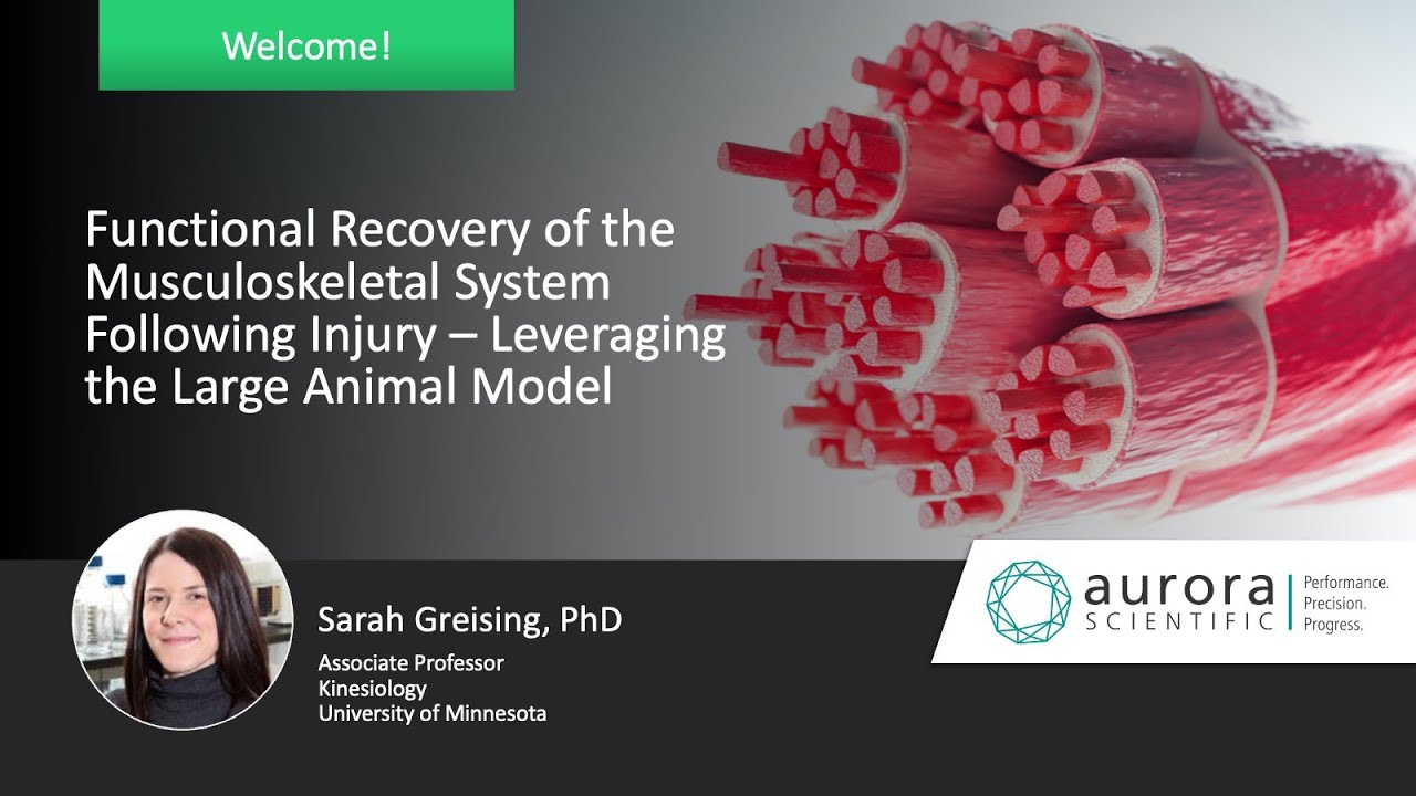 Functional Recovery of the Musculoskeletal System Following Injury ...
