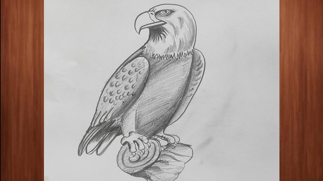 eagle drawing using pencil shading // how to draw a eagle line drawing ...