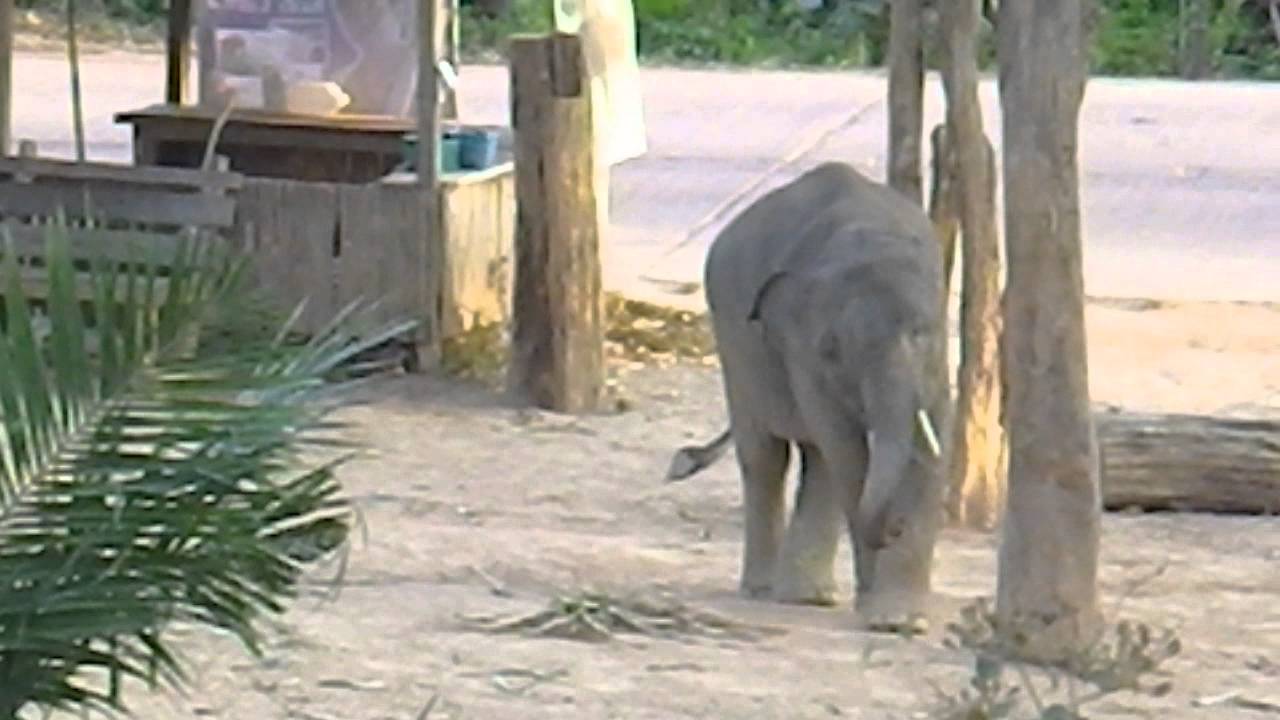 Chained baby elephant tries to break free. - YouTube