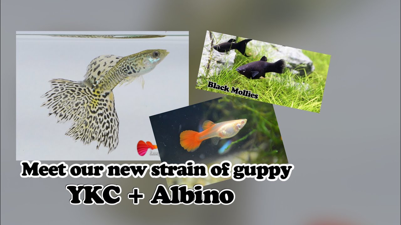 YKC + Albino Guppy! Meet our fish babies. - YouTube