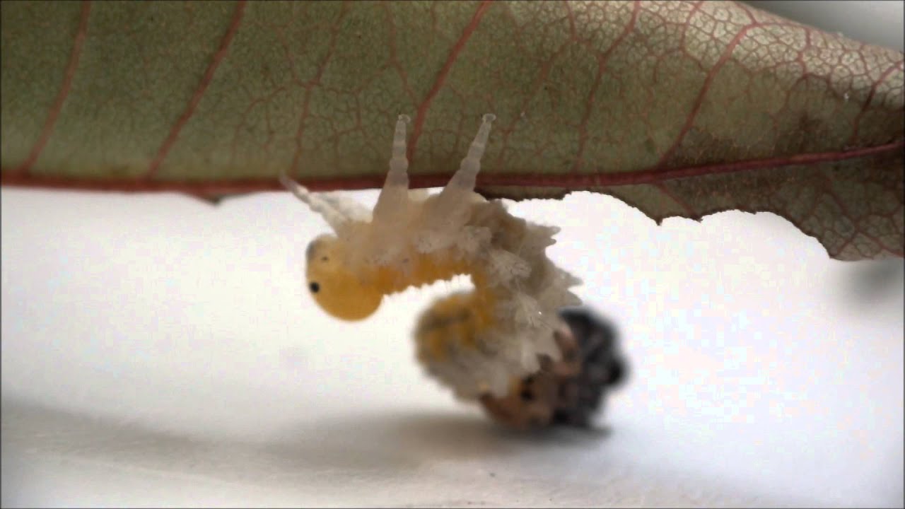 Symphyta sp. (Sawfly) - YouTube