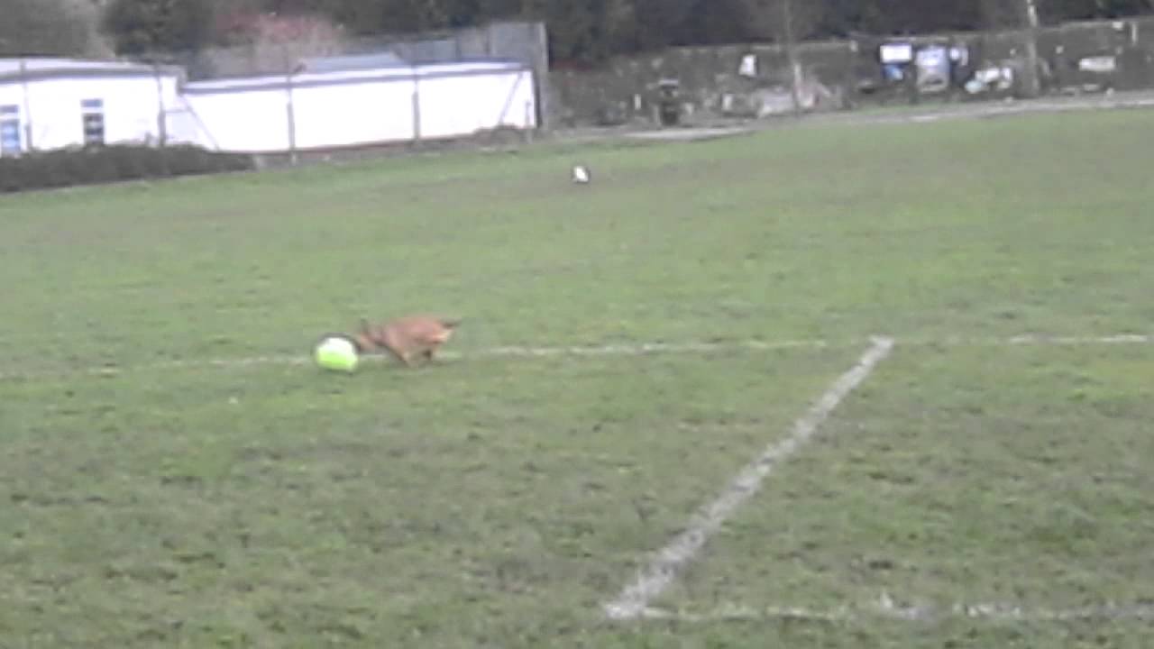 My dog Rambo playing football! - YouTube