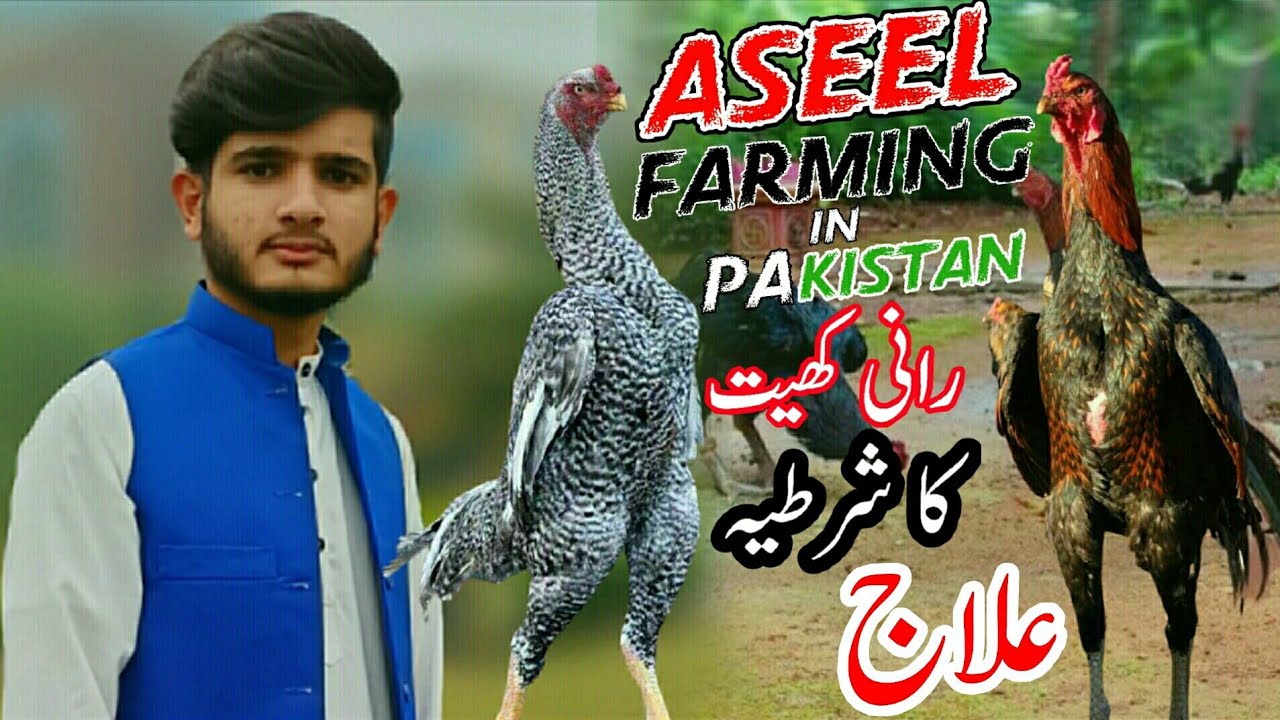 Aseel Farming In Pakistan||Aseel Farm In Pakistan|How To Start Aseel ...
