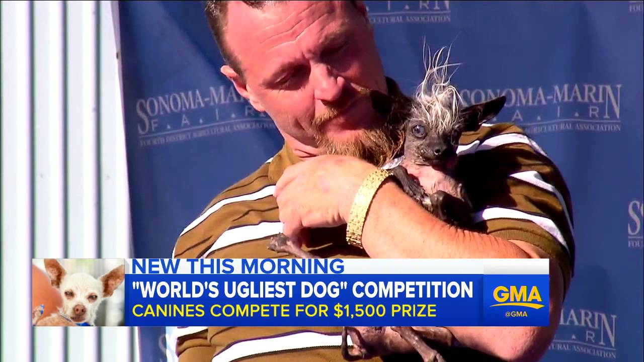World's Ugliest Dog 2016 Sweepee Rambo - YouTube