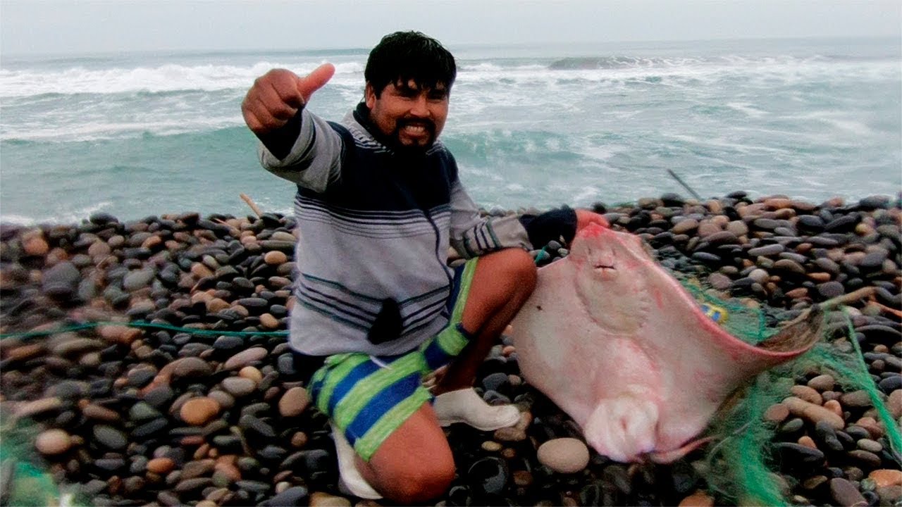 GRAN # PESCA de Raya de 60 Kilos y LORNAS en la Orilla del Mar con Red ...