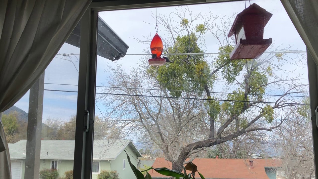 Hummingbirds a bunch! - YouTube