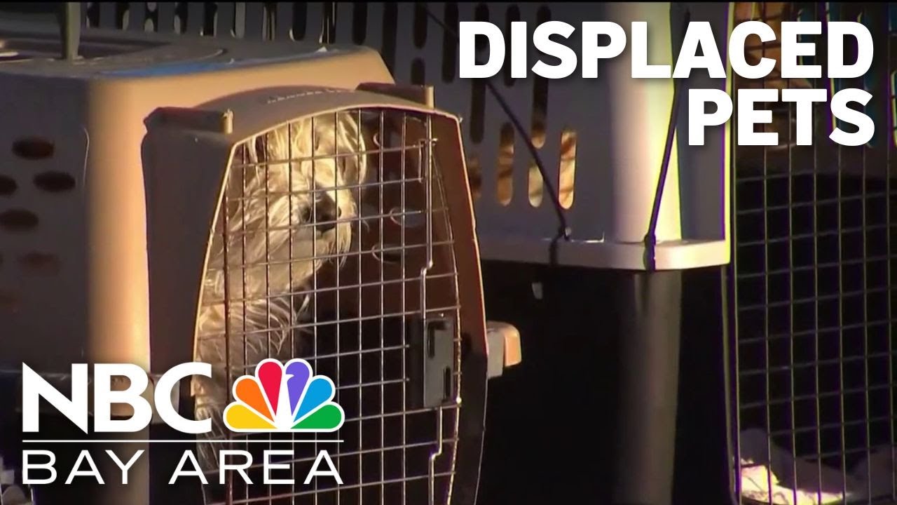 Displaced Los Angeles County animals arrive in Bay Area - YouTube