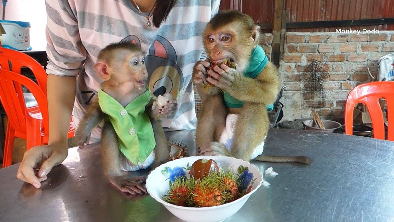 Dodo And Donal Eating Fruits And Milk For Lunch - YouTube