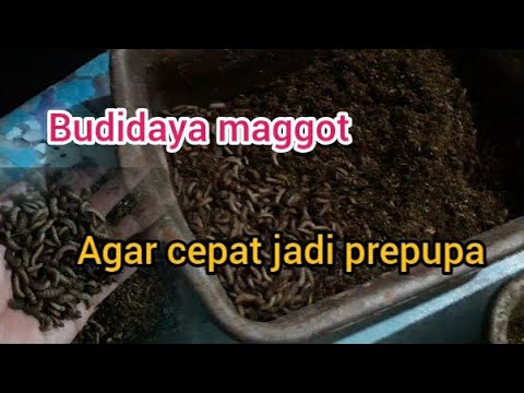 cara agar maggot cepat jadi prepupa - YouTube