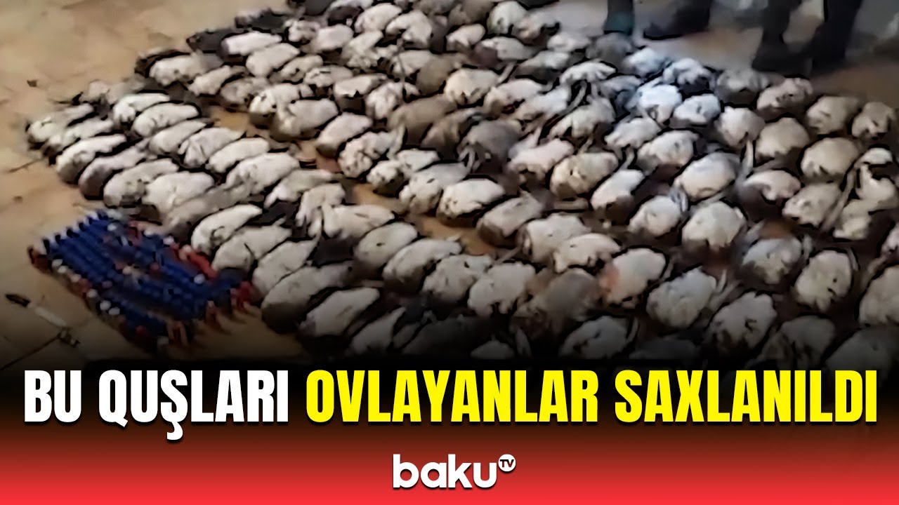 Ov edənlər bunları bilsin | Lənkəranda qanunsuz ovla bağlı əməliyyat ...