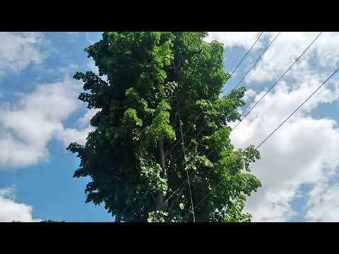 Ağaçtan Arı İndirme İşlemi Tehlikeli işler / Oğul Arılar Elektrik Tellerin Üzerinde