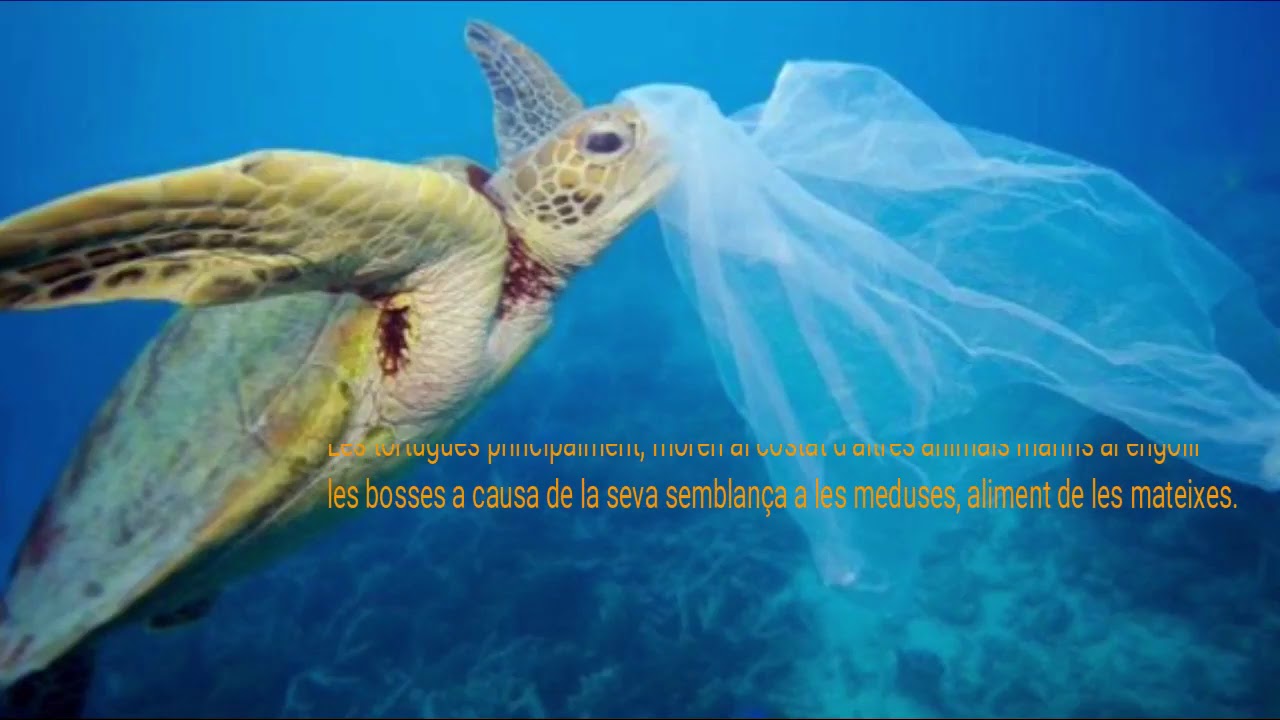 La història d'una bossa de plàstic - YouTube